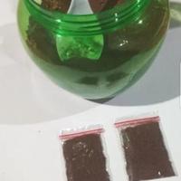 Jual Bibit Tembakau Terbaik - Harga Murah April 2024 & Cicil 0%