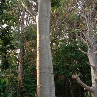 Pohon Baobab Terbaik & Terbaru Mei 2024 - Harga Murah