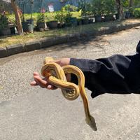 Jual Retic Tiger Terlengkap & Terbaik - Harga Murah Juni 2024