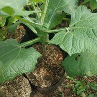 Jual Umbi Yakon Terbaik - Harga Murah April 2024 & Cicil 0%