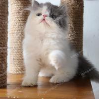 Kucing Munchkin Harga Termurah - Kualitas Terbaik