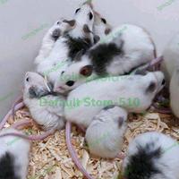 Jual Tikus Putih Murah - Harga Terbaru Februari 2025