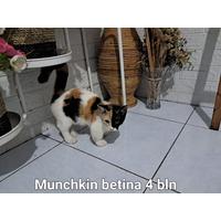 Kucing Munchkin Harga Termurah - Kualitas Terbaik