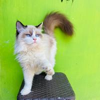 Jual Ragdoll Murah - Harga Terbaru Mei 2025