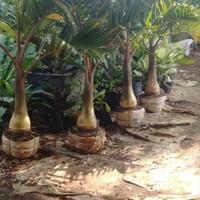 Jual Palem Botol Terbaik - Harga Murah Februari 2024 & Cicil 0%