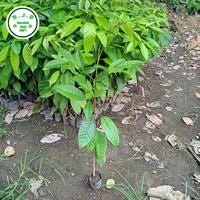 Jual Bibit Mahoni Terdekat - Harga Murah & Grosir Februari 2024