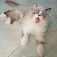 Jual Kucing Ragdoll Terlengkap & Terbaik - Harga Murah Juni 2024