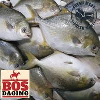 Jual Ikan Laut Segar Terdekat - Harga Murah & Grosir Maret 2025