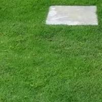 Rumput Jepang Harga Terbaru - Pilihan Terlengkap