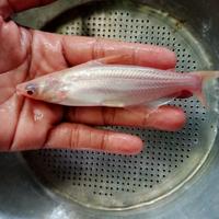 Jual Bibit Ikan Patin Terdekat - Harga Murah & Grosir Mei 2024