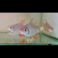 Jual Ikan Red Feifeng Terlengkap & Terbaik - Harga Murah Mei 2024