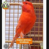 Jual Kenari Jantan Terlengkap & Terbaik - Harga Murah Maret 2024