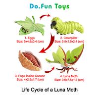 Review Insect Figure Life Cycle of Luna Moth / Siklus Hidup Ngengat ...