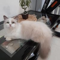 Jual Ragdoll Murah - Harga Terbaru Mei 2025