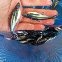 Jual Bibit Ikan Patin Terdekat - Harga Murah & Grosir Juni 2024