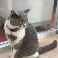 Jual Kucing Bsh Terlengkap & Terbaik - Harga Murah Juni 2024