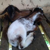 Kambing Kacang Berkualitas & Harga Termurah, Bisa untuk Qurban! Maret 2024