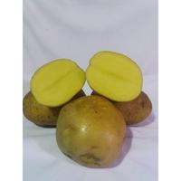 Jual Kentang 1Kg Terdekat - Harga Murah & Grosir Oktober 2025