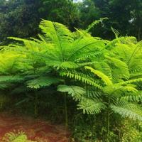 Jual Pakis Brazil Terbaik - Harga Murah April 2024 & Cicil 0%