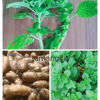 Jual Bibit Kentang Terbaik - Harga Murah April 2024 & Cicil 0%