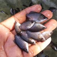 Jual Bensol Terlengkap - Harga Murah Juli 2025 & Cicil 0%