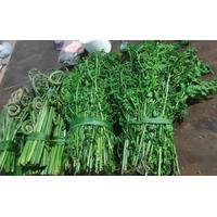 Jual Pakis Sayur Terbaik - Harga Murah April 2024 & Cicil 0%