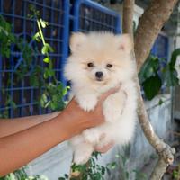 Anjing Minipom - Kecil dan Menggemaskan Februari 2025