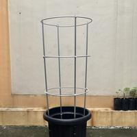 Jual Rambatan Anggur Murah - Harga Terbaru 2024