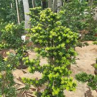 Jual Pohon Lohansung Terbaik - Harga Murah Februari 2025 & Cicil 0%