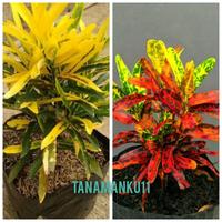 Jual Pohon Puring Terbaik - Harga Murah Maret 2025 & Cicil 0%