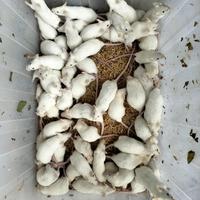 Jual Pakan Mencit Terlengkap & Terbaik - Harga Murah Juni 2024