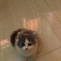 Jual Adopt Kucing Terlengkap & Terbaik - Harga Murah Mei 2024