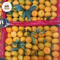 Jual Jeruk 1kg Murah - Harga Terbaru 2025
