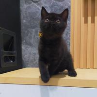 Jual Kucing Bsh Terlengkap & Terbaik - Harga Murah April 2025