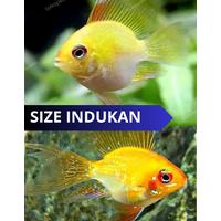 Toko discus tulang Online - Produk Lengkap & Harga Terbaik | Tokopedia