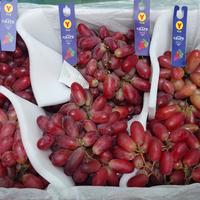 Jual Anggur Sapphire Terdekat - Harga Murah & Grosir Mei 2024
