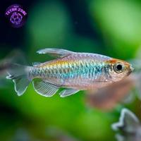 Jual Ikan Congo Tetra Terlengkap & Terbaik - Harga Murah Maret 2024