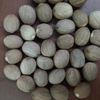 Biji Pala Harga Termurah & Grosir - Pilihan Terlengkap