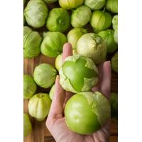 Jual Bibit Ciplukan Terbaik - Harga Murah Mei 2025 & Cicil 0%