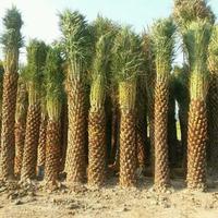 Jual Pohon Palm Terbaik - Harga Murah April 2024 & Cicil 0%