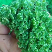 Jual Azolla Terlengkap & Terbaik - Harga Murah Mei 2025