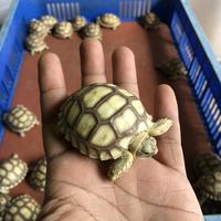 Jual Sulcata Baby Terlengkap & Terbaik - Harga Murah Februari 2024