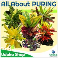 Jual Pohon Puring Terbaik - Harga Murah Maret 2025 & Cicil 0%