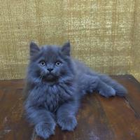Jual Kucing Bsh Terlengkap & Terbaik - Harga Murah Mei 2024