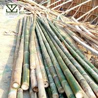 Jual Bambu Steger Terbaik - Harga Murah Maret 2024 & Cicil 0%