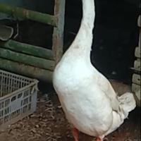 Jual Soang Angsa Terlengkap - Harga Terbaru Maret 2025 & Cicilan 0%