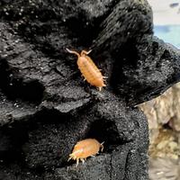 Jual Terrarium Terlengkap & Terbaik - Harga Murah Juni 2024