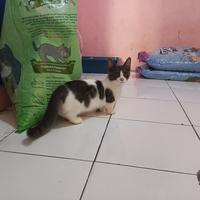 Kucing Munchkin Harga Termurah - Kualitas Terbaik