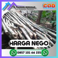 Jual Bambu Batangan Terbaik - Harga Murah Juni 2024 & Cicil 0%
