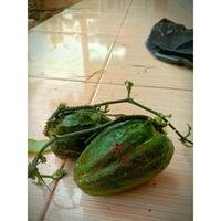 Jual Bibit Labu Siam Terbaik - Harga Murah Juni 2024 & Cicil 0%